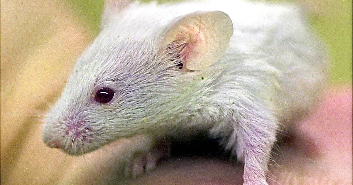 Forsøg med mus kan give medicin med bivirkninger - Jyllands-Posten