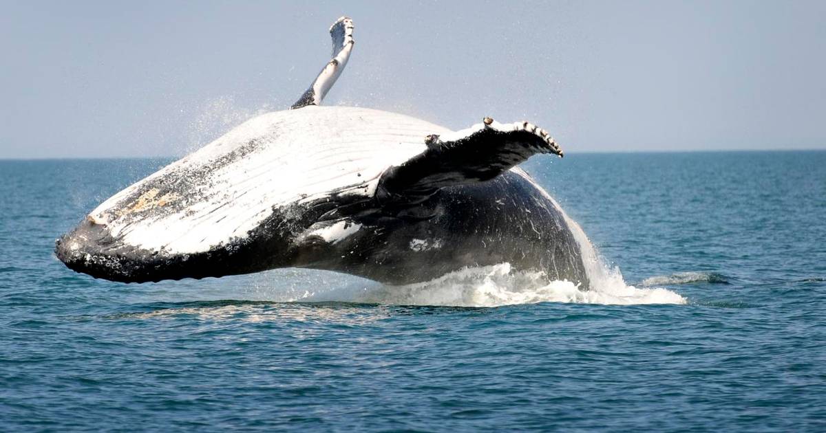 Verdens største dyr kommer oftere på besøg i Danmark