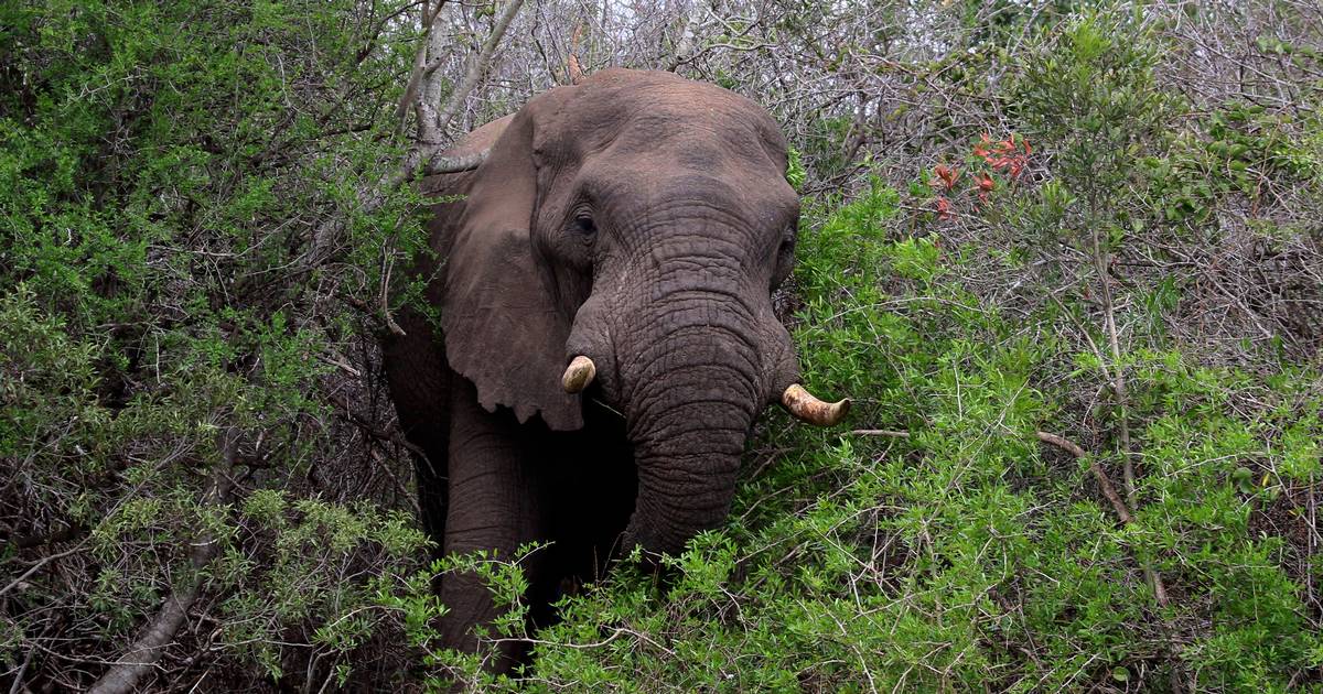 Livet på øer: Store dyr krymper, og små dyr vokser - Jyllands-Posten