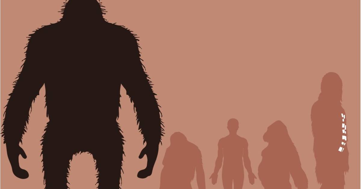 Historien om gigantopithecus, verdens største menneskeabe - Jyllands-Posten
