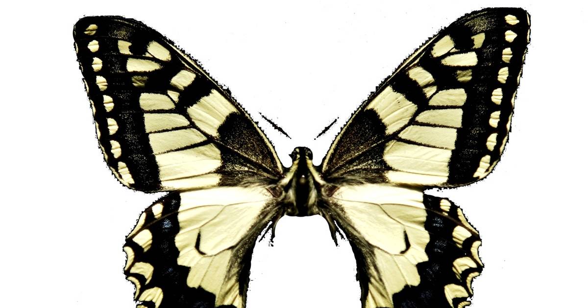 Sommerfugl på vej igen i Danmark efter 40 års fravær - Jyllands-Posten