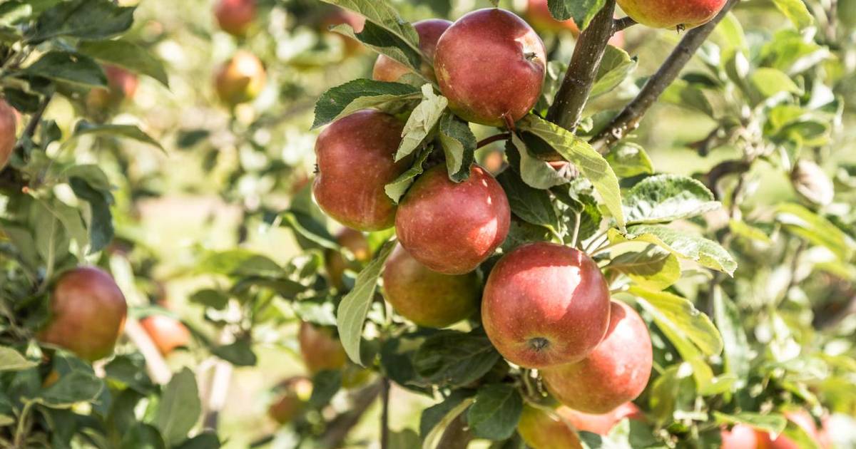 Et æble er ikke bare et æble - Jyllands-Posten