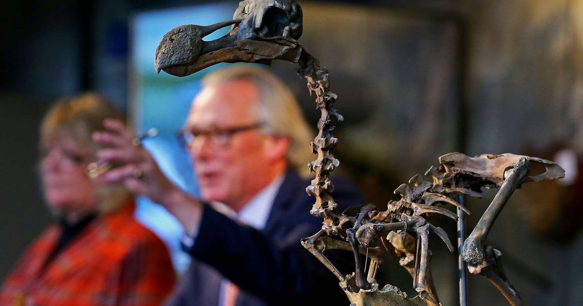 Skelet fra dronte solgt for 2,5 millioner kroner - Jyllands-Posten