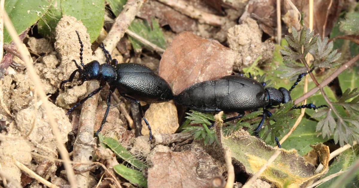 Naturen netop nu: Forårets fedeste biller - Jyllands-Posten