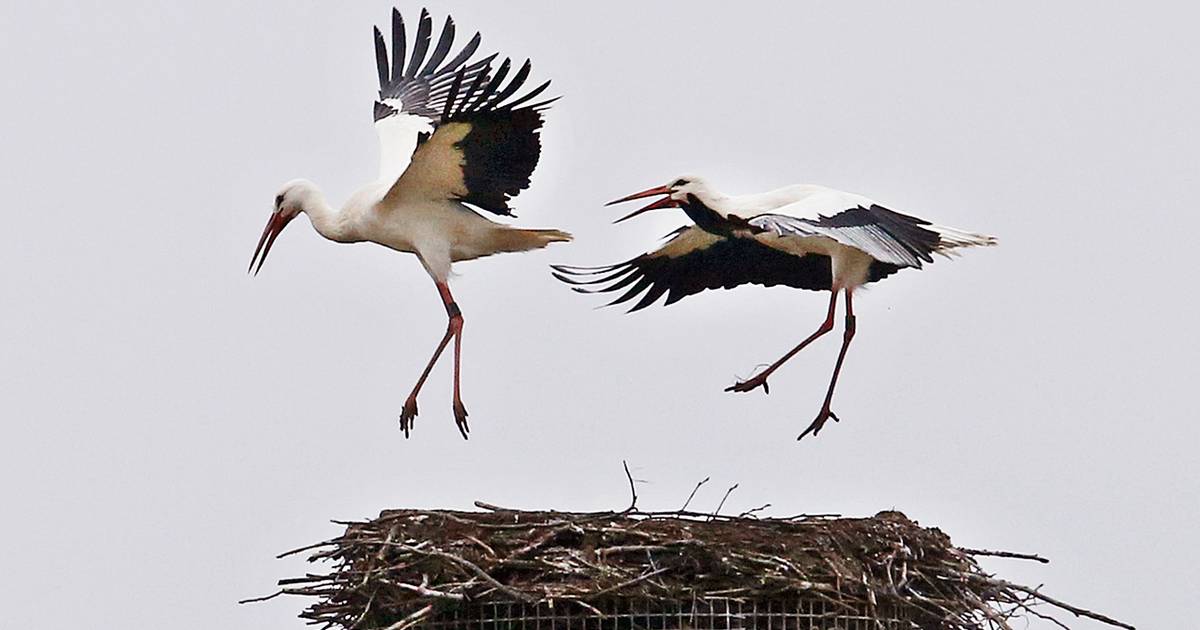 Årets første stork er landet: »Den fryser i kulden og skal have hjælp«