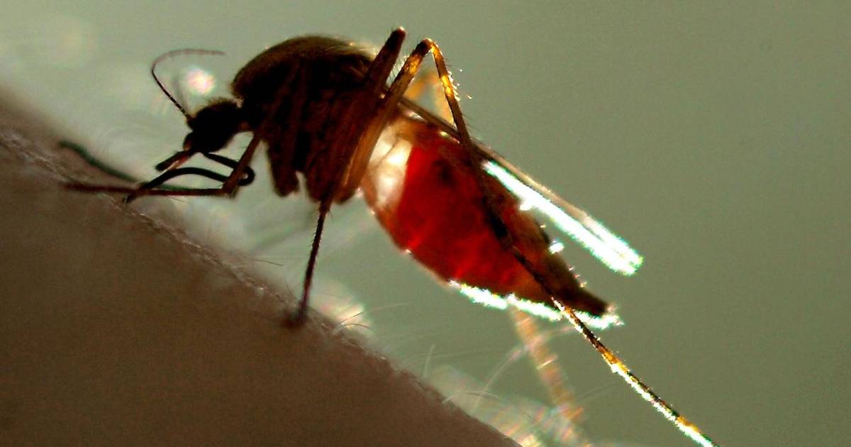 Nyt studie skaber bekymring: Flyvende insekter kan sprede mikroplastik ...