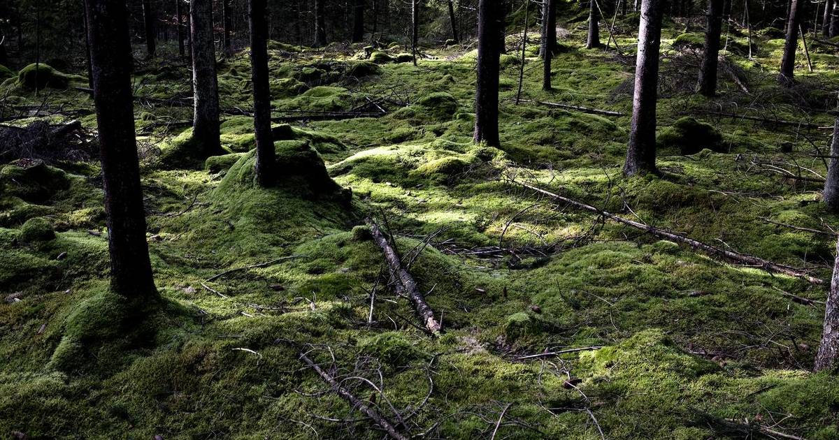 Favrskov bør have en skovbegravelsesplads - Jyllands-Posten