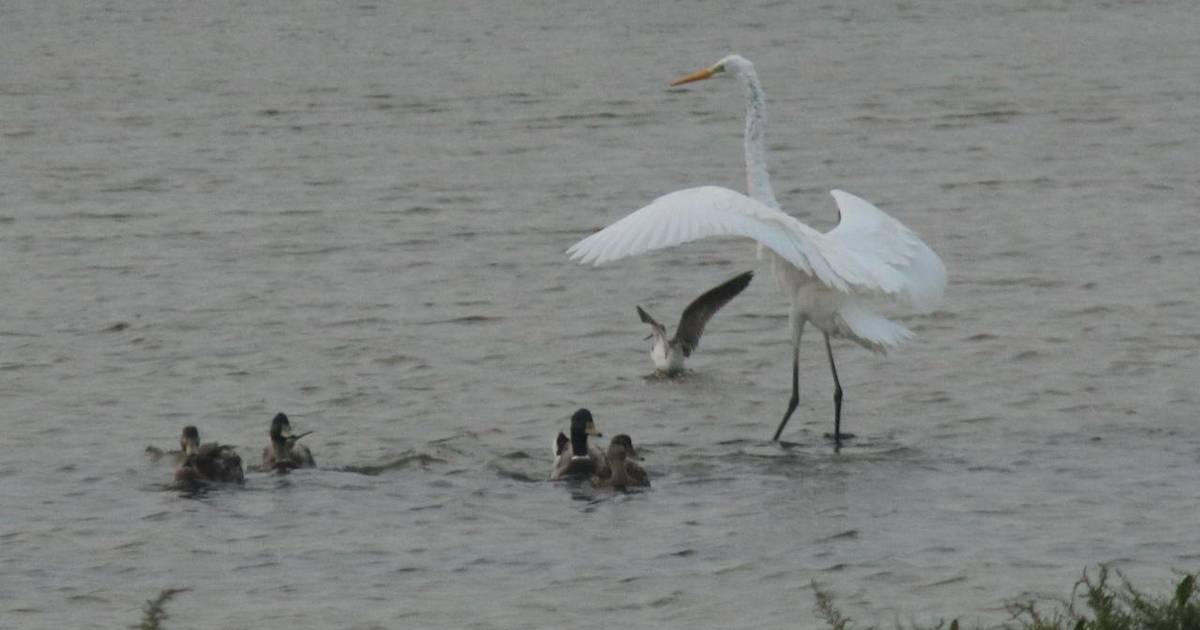 Hvid hejre eksploderer - Jyllands-Posten