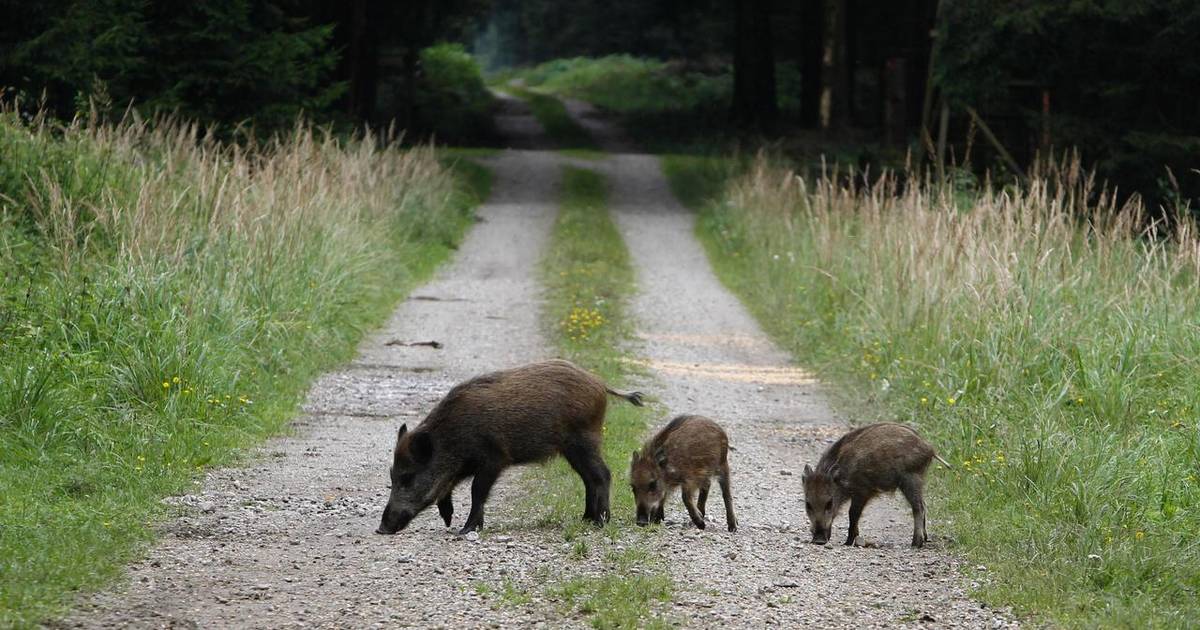 31 år efter Tjernobyl er vildsvin i Sverige voldsomt radioaktive ...