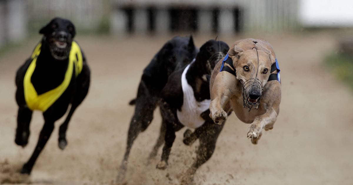 Flere hunde er testet positiv for doping i stort løb
